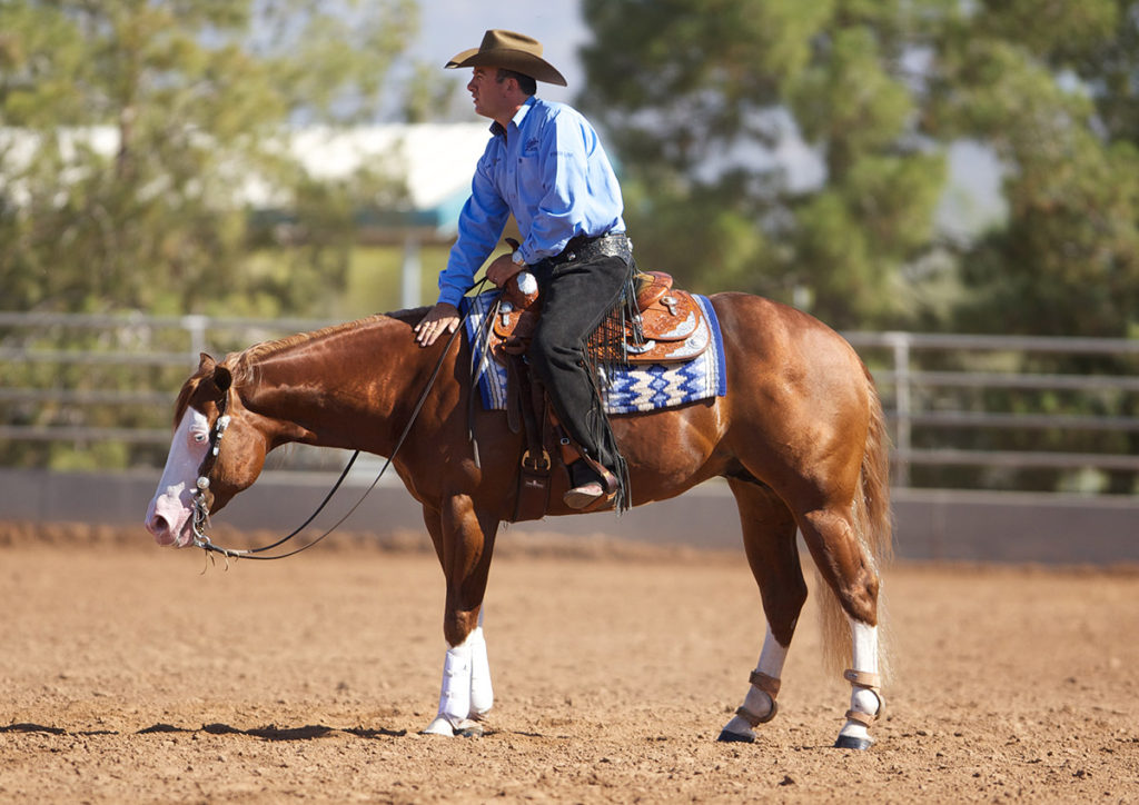 Fappani Peformance Horses | Tips from Andrea Fappani