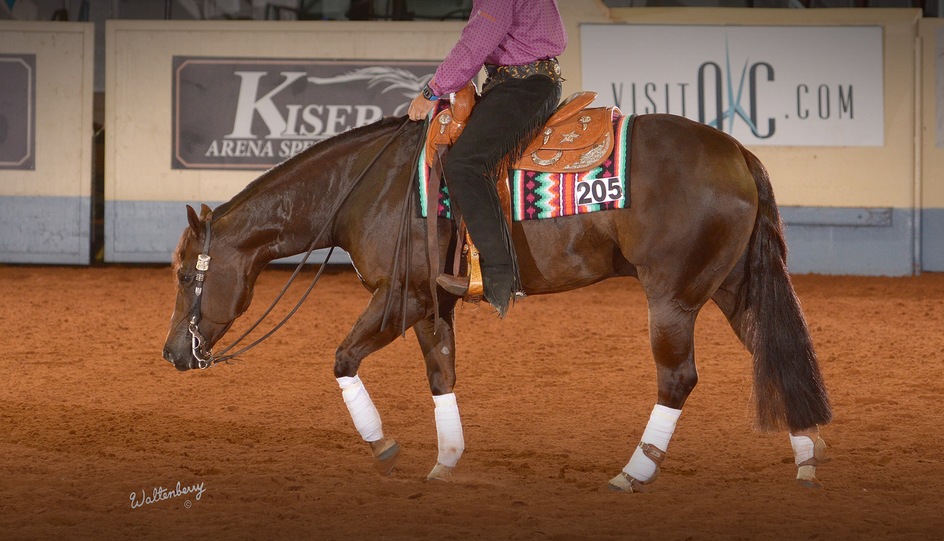 Fappani Peformance Horses | Videos