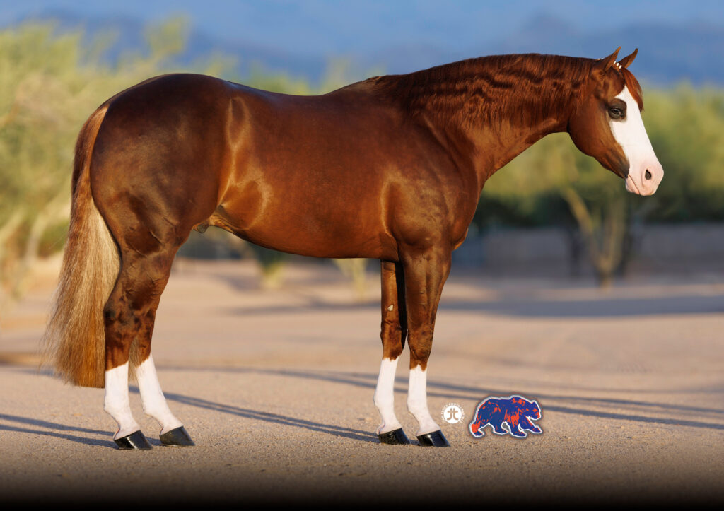 All Bettss Are Off – Fappani Peformance Horses